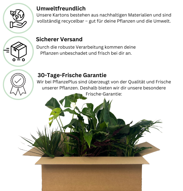 3er-Set Bio Feigenbaum kaufen | PflanzePlus